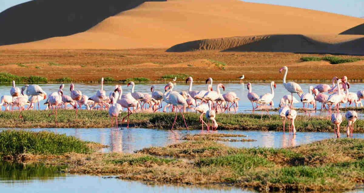 What to see in Walvis Bay: Activities | Exclusive Africa